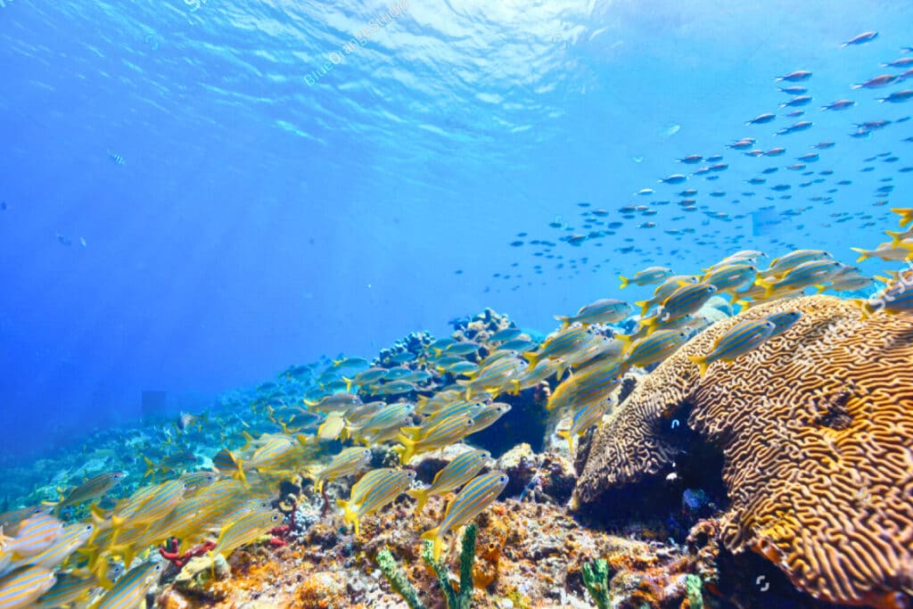 World Environment Day: Beating plastic pollution, an urgent challenge ...