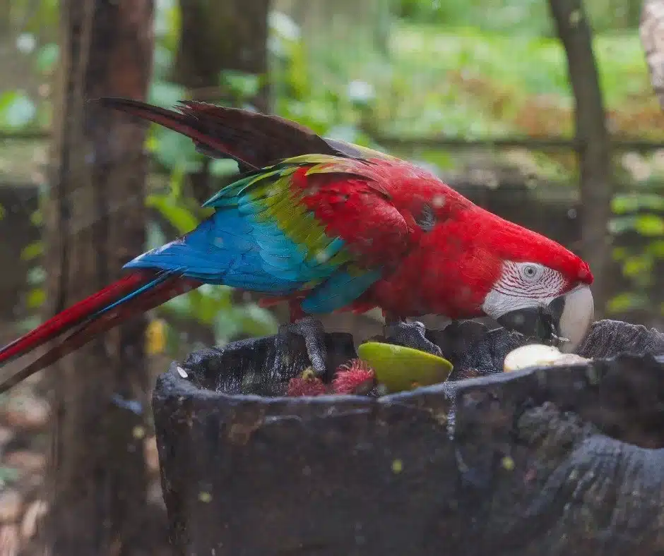Zoo de Guayana: un santuario de la biodiversidad en el corazón de la ...