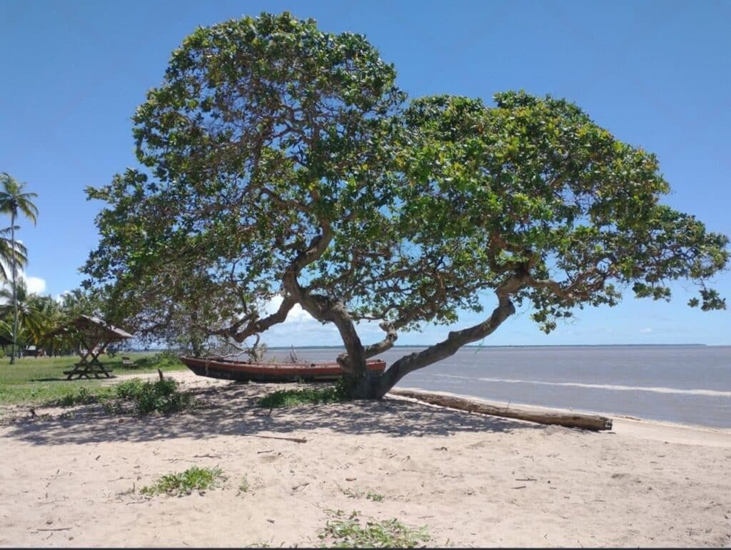 Kali'na of French Guiana: history, dignity and transmission come ...